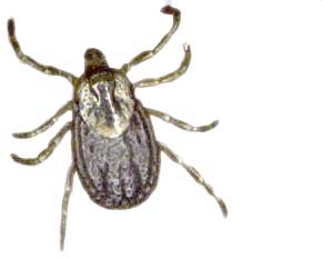 dermacentor-variabilis-web – Parasitology world