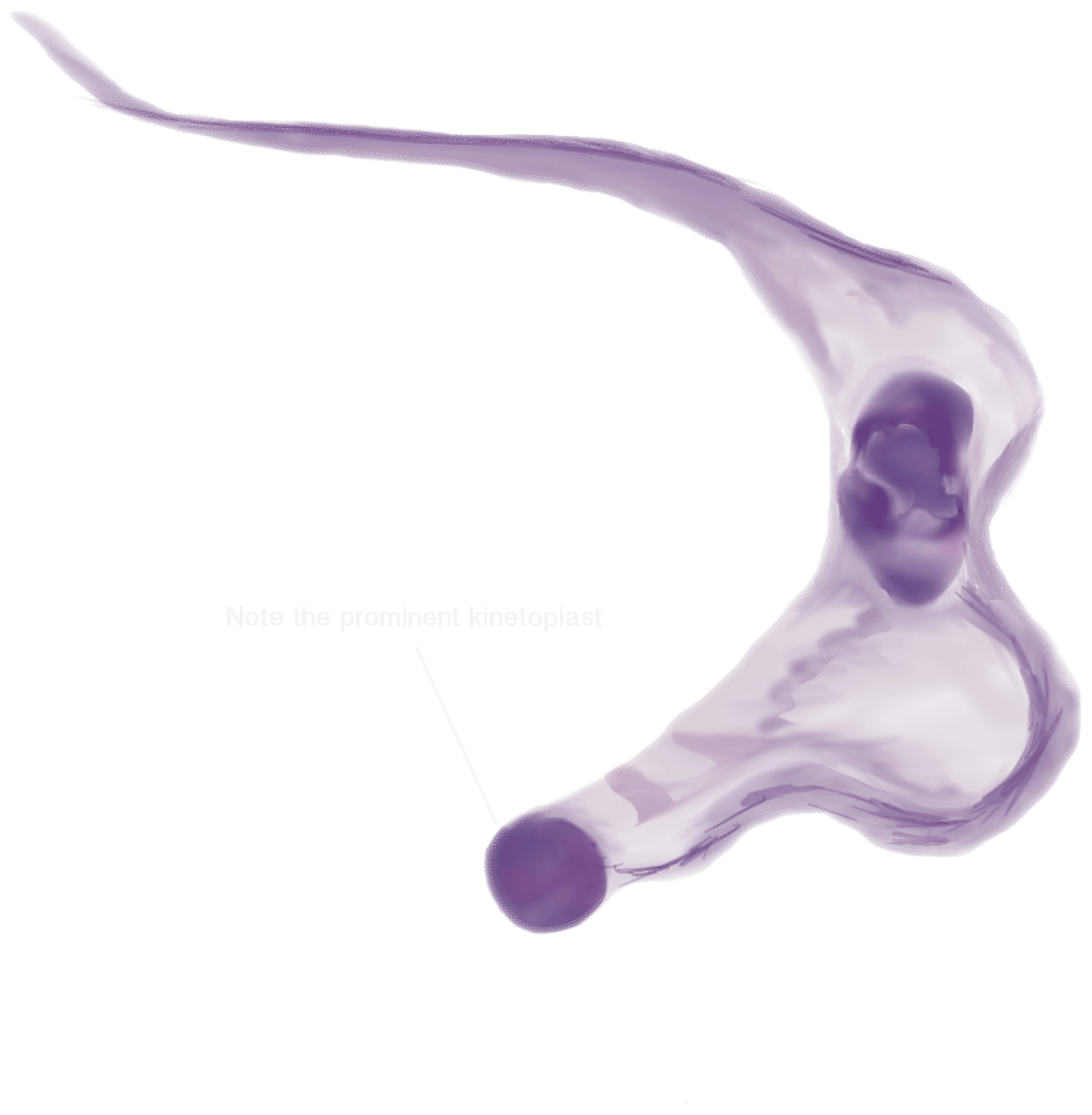 ABOUT PARASITOLOGY WORLD – Parasitology world